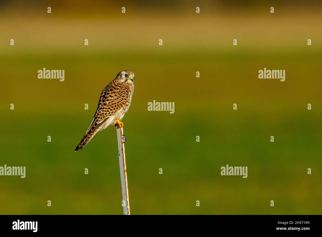 A Kestrel is perching and hunting Stock Photo - Alamy