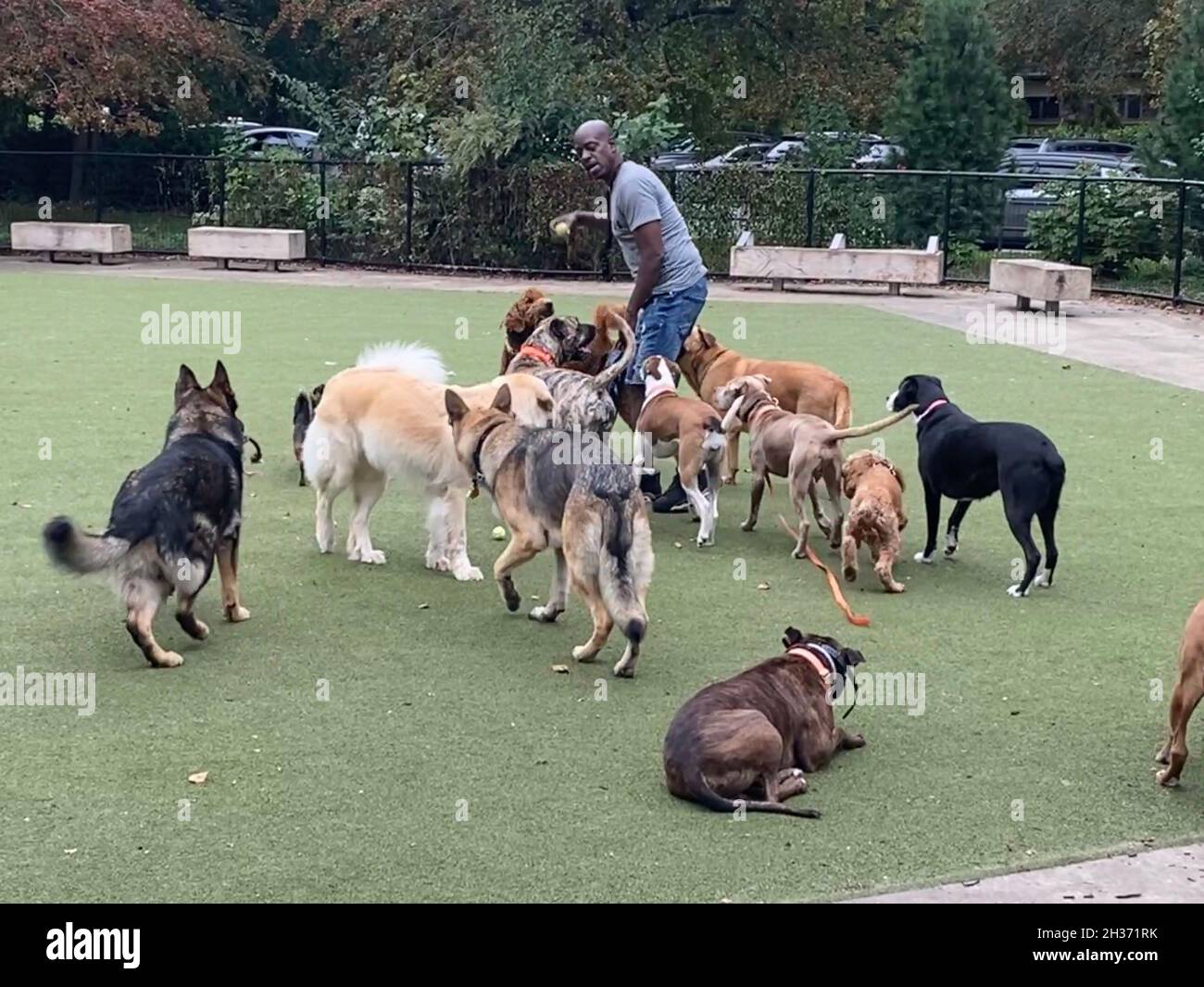 Professional dog walker and trainer works with a pack of mostly large ...