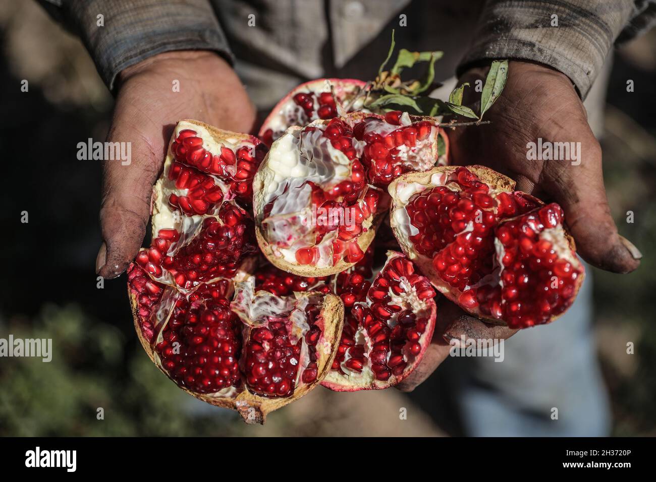 Al Alani, Syria. 24th Oct, 2021. A Syrian worker shows freshly ...