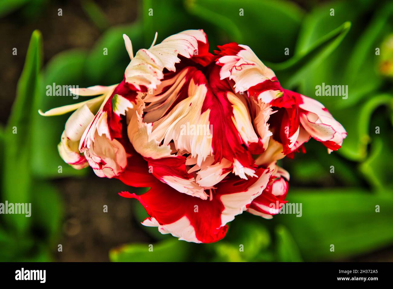 Tulpe blume hi-res stock photography and images - Alamy