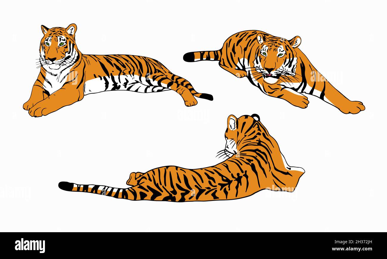 Set of color tigers simple chinese tiger design vector illustration ...