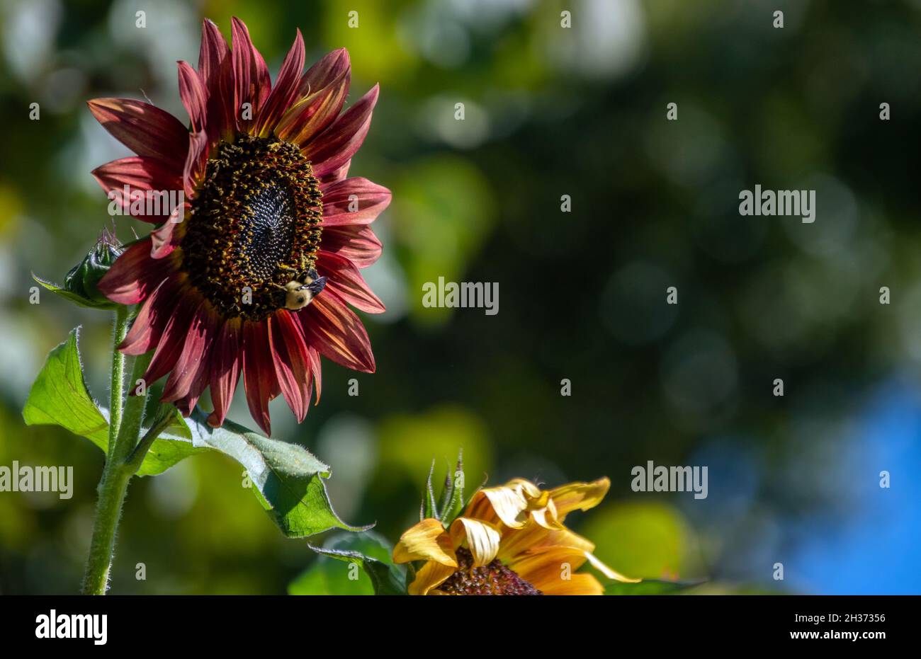 The maroon colored sunflower is the perfect place to gather pollen for ...