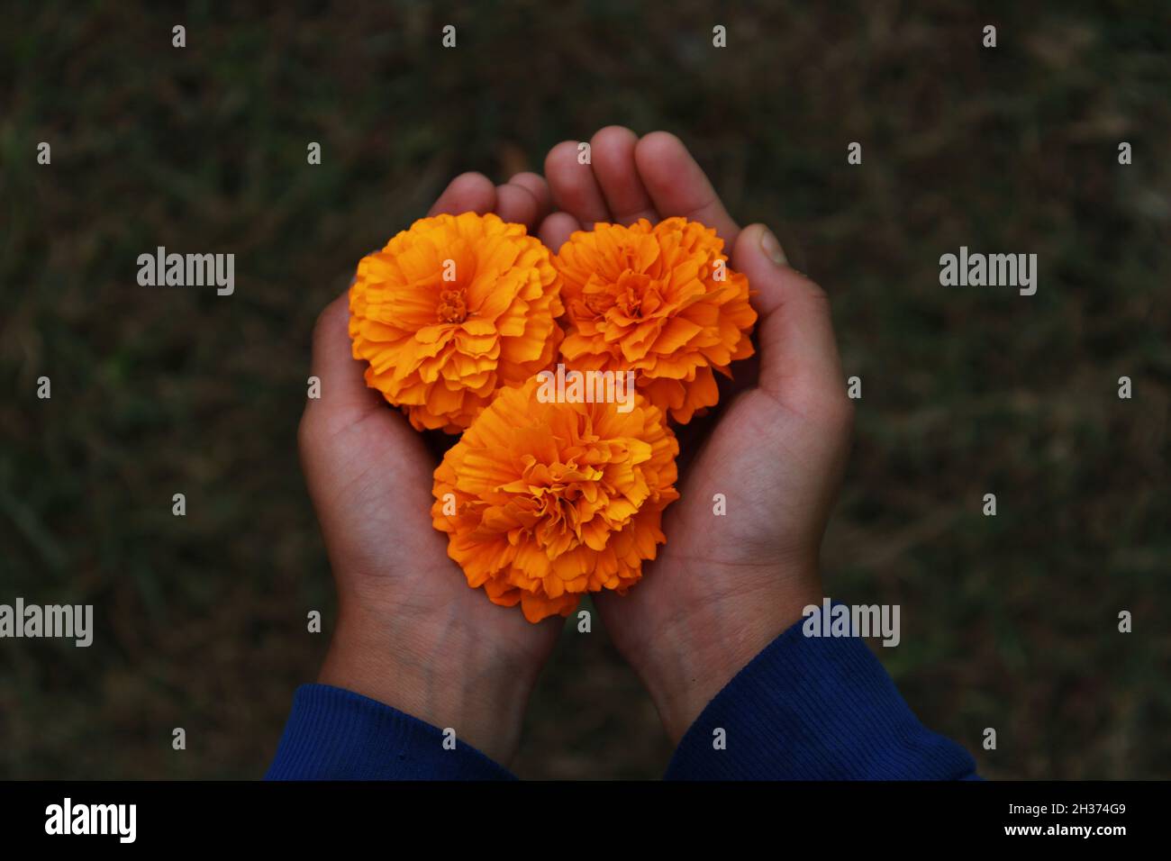 hand showing beautiful marigold flower Stock Photo - Alamy