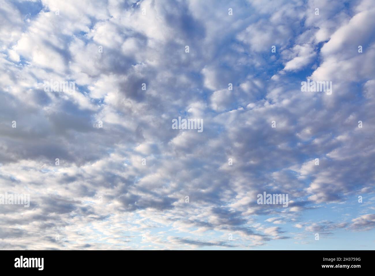 Cirrocumulus clouds with small rounded puffs . Morning cloudscape ...