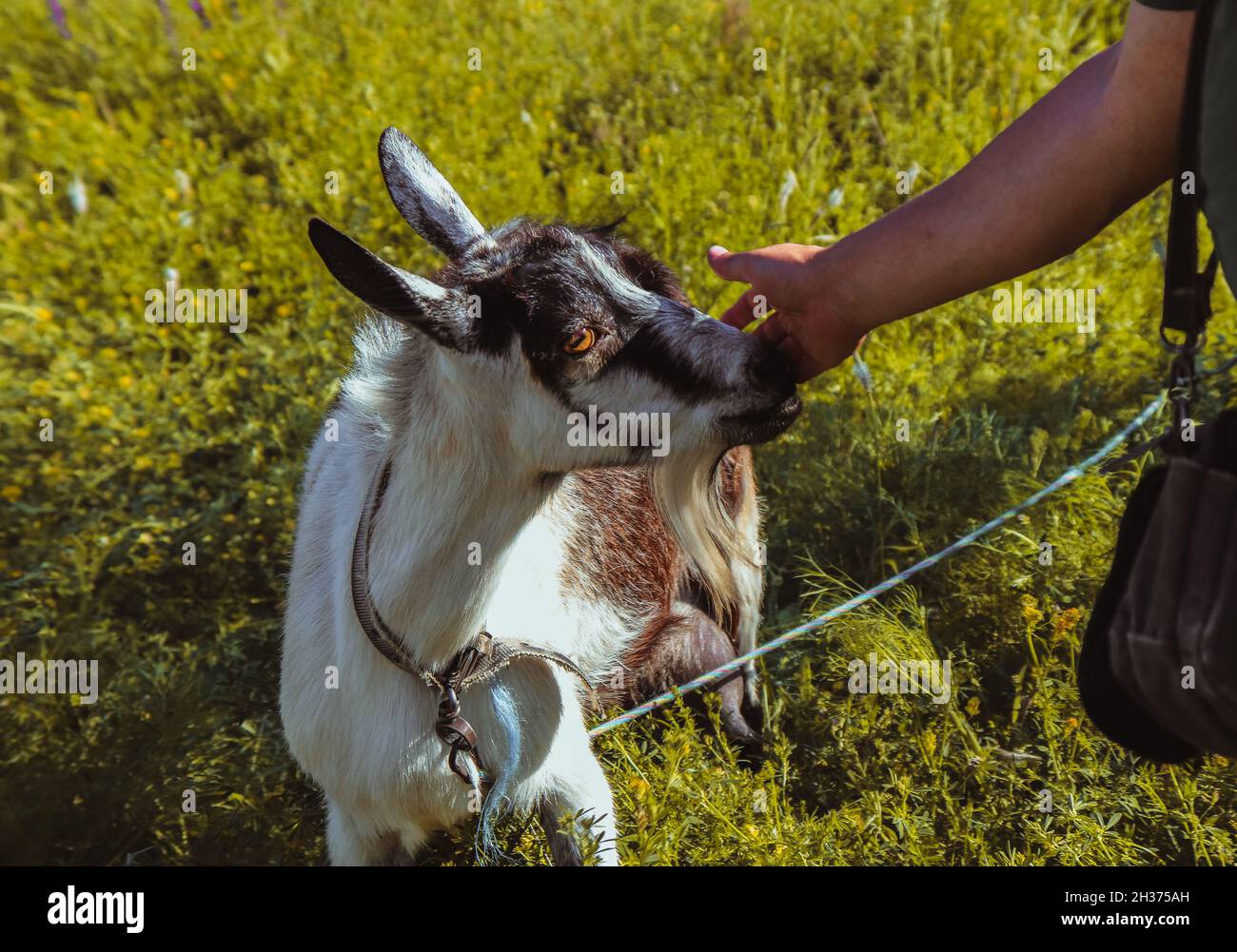 A man strokes a goat against a background of bright yellow grass Stock ...
