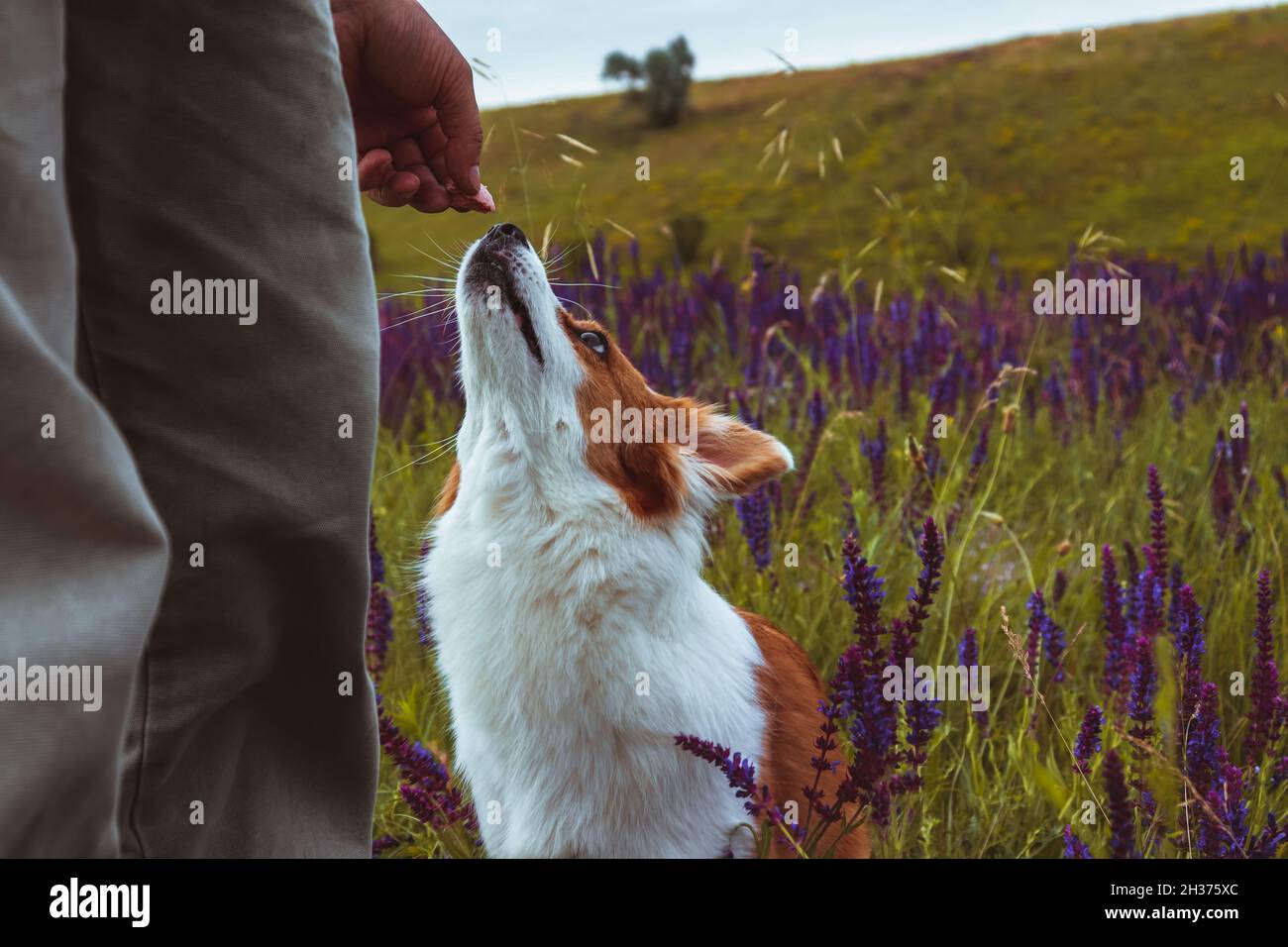 A cute white dog reaches for dessert in the middle of a flowering field ...