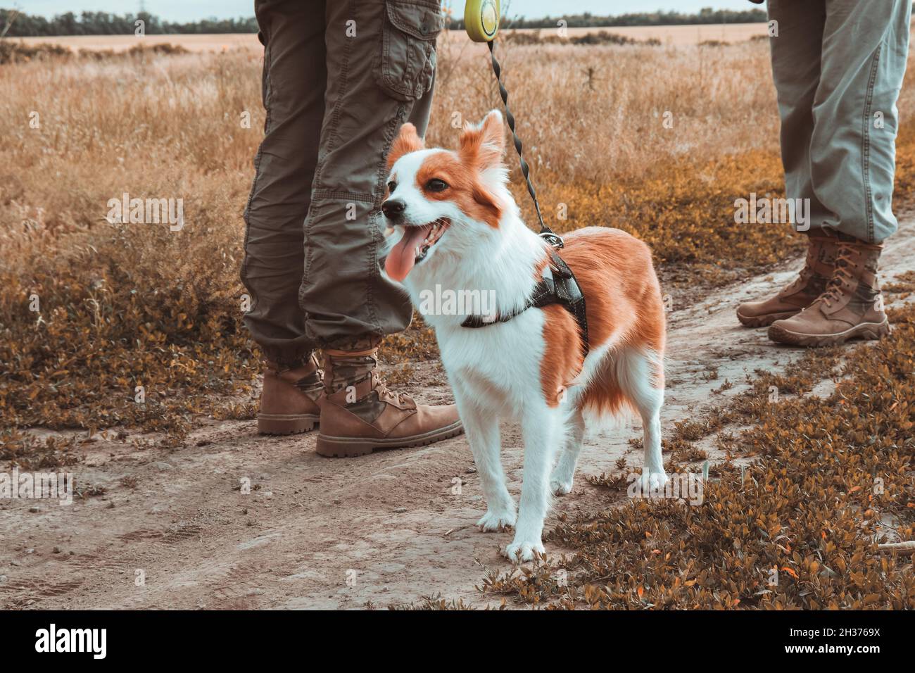 White-red dog is going to hunt in the field Stock Photo - Alamy