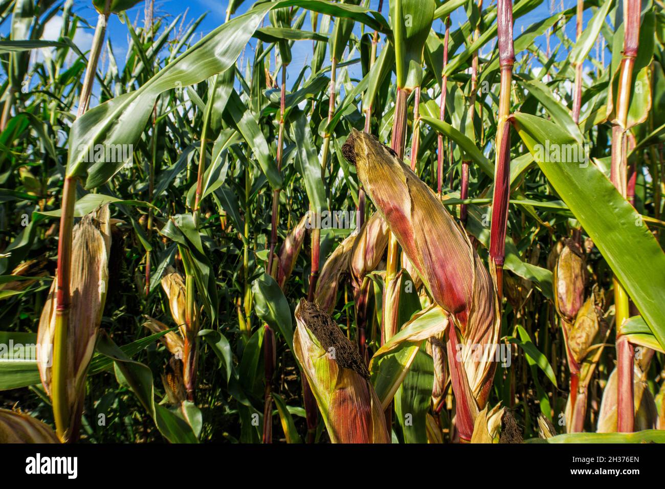 corn or maize on the cob Stock Photo - Alamy