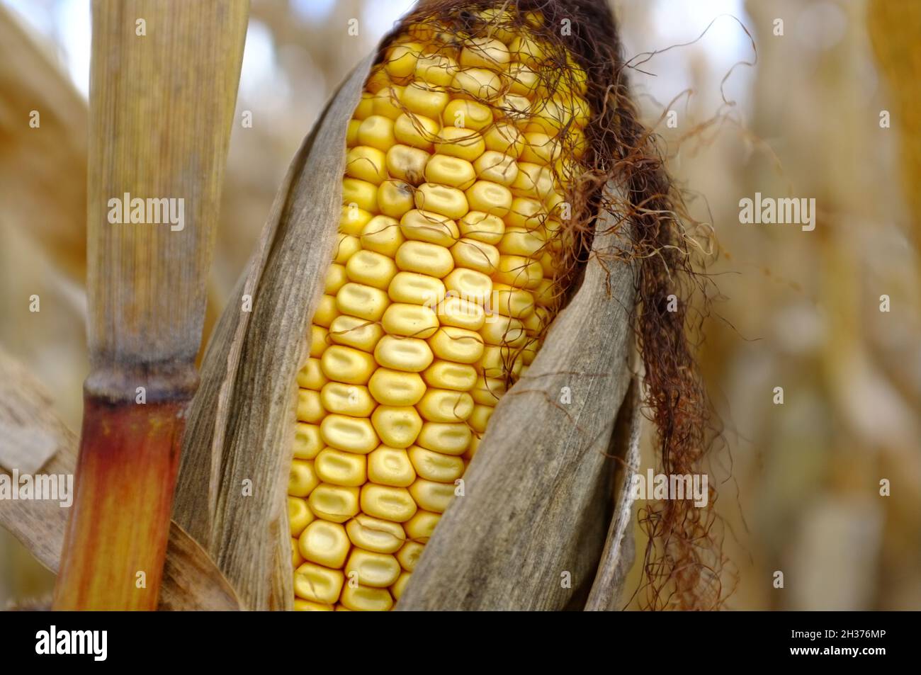 Corn cobb hi-res stock photography and images - Alamy