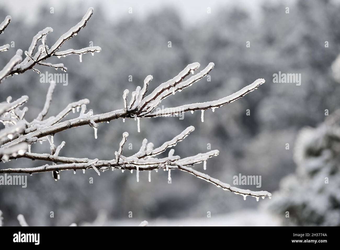 Tree branch after winter ice storm. Plants with ice crystals Stock ...