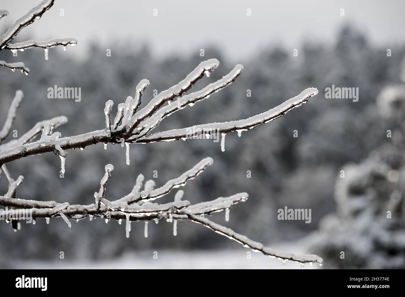 Tree branch after winter ice storm. Plants with ice crystals Stock ...