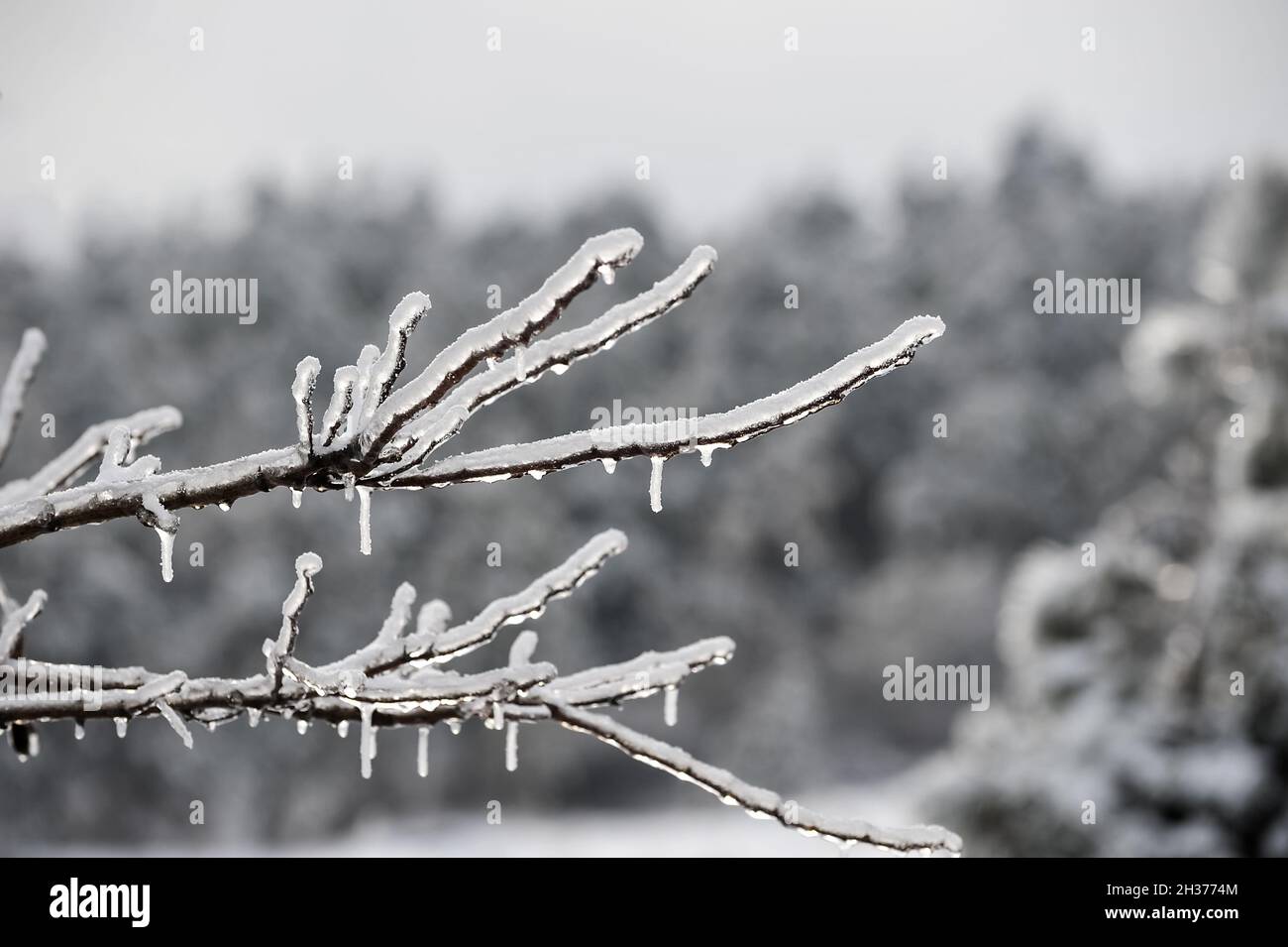 Frozen branch ice storm hi-res stock photography and images - Alamy