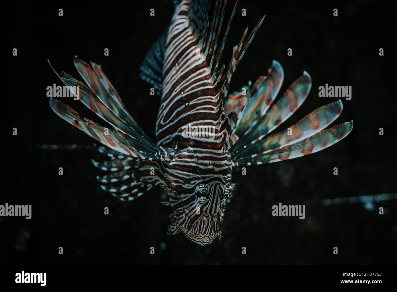 Amazing red lionfish swimming underwater on black background. Tropical ...