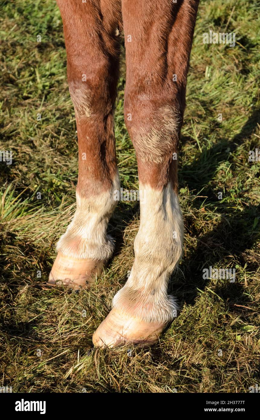 Front hooves and legs of a brown domestic warmblood Westphalian horse ...