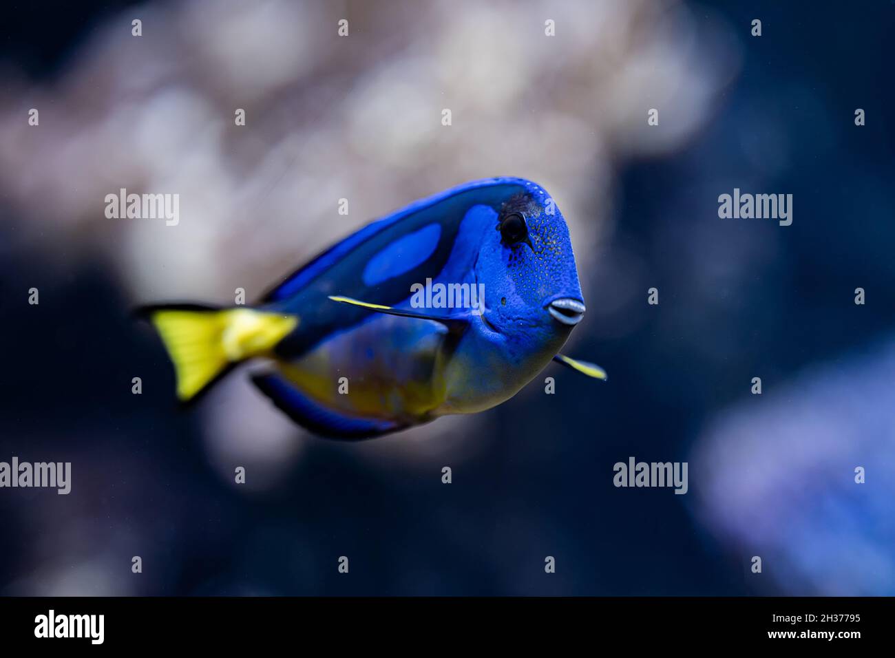 Amazing blue Tang fish or palette surgeonfish swimming underwater on ...