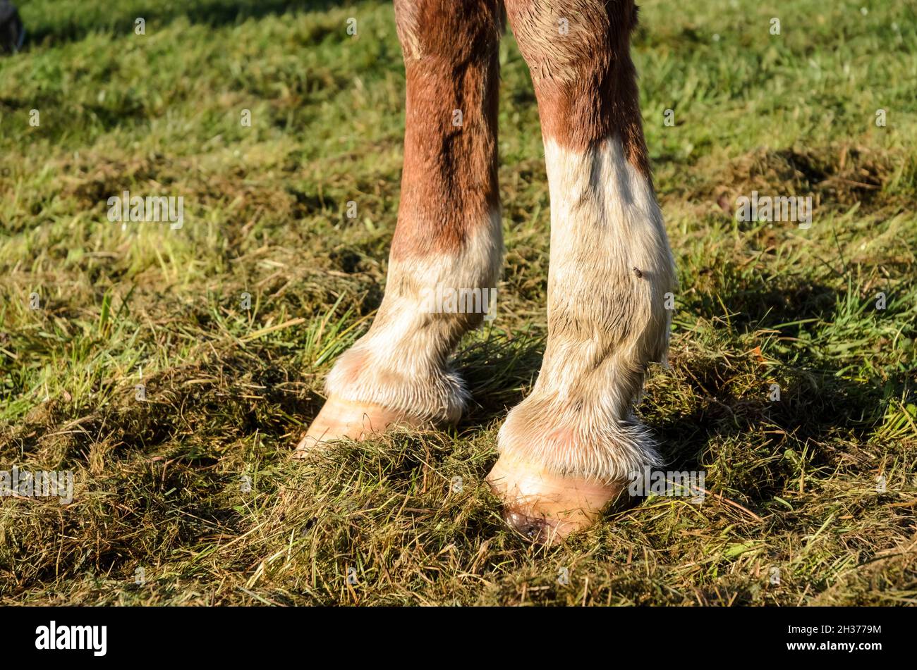Front hooves and legs of a brown domestic warmblood Westphalian horse ...