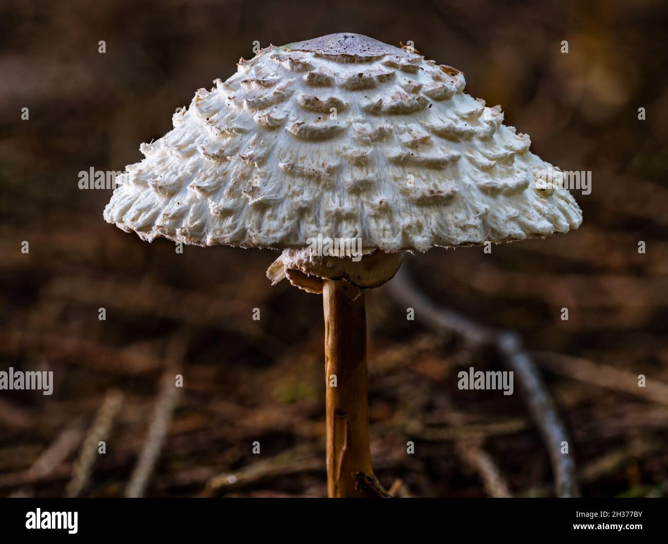 Close up of shaggy parasol fungus or wild mushroom (Chlorophyllum ...