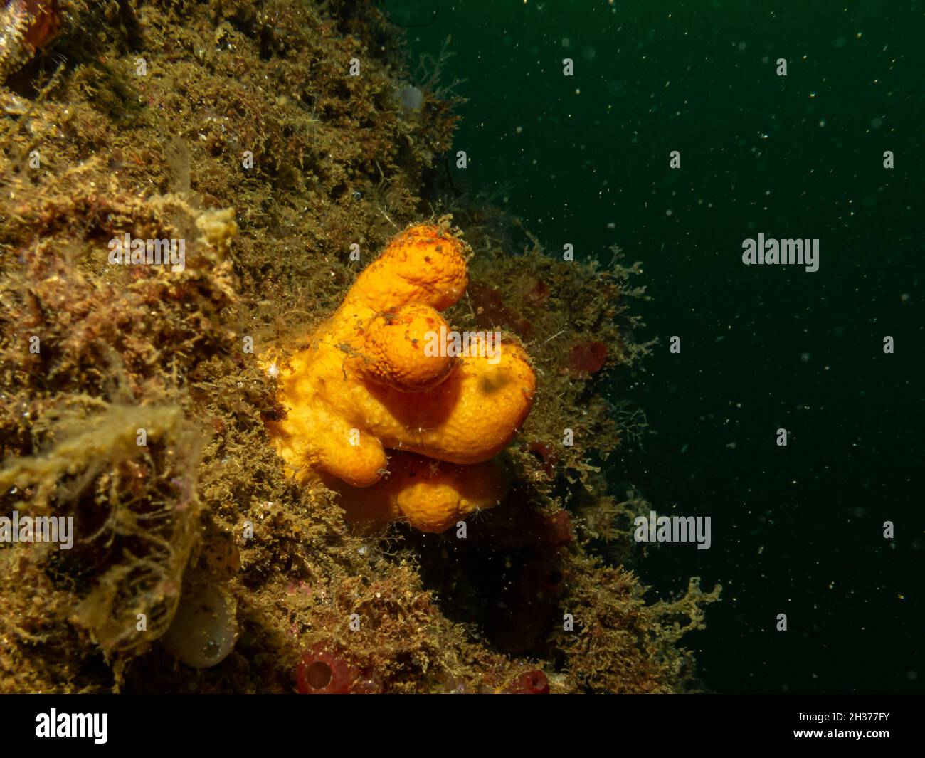 A close-up picture of the soft coral dead man's fingers or Alcyonium ...