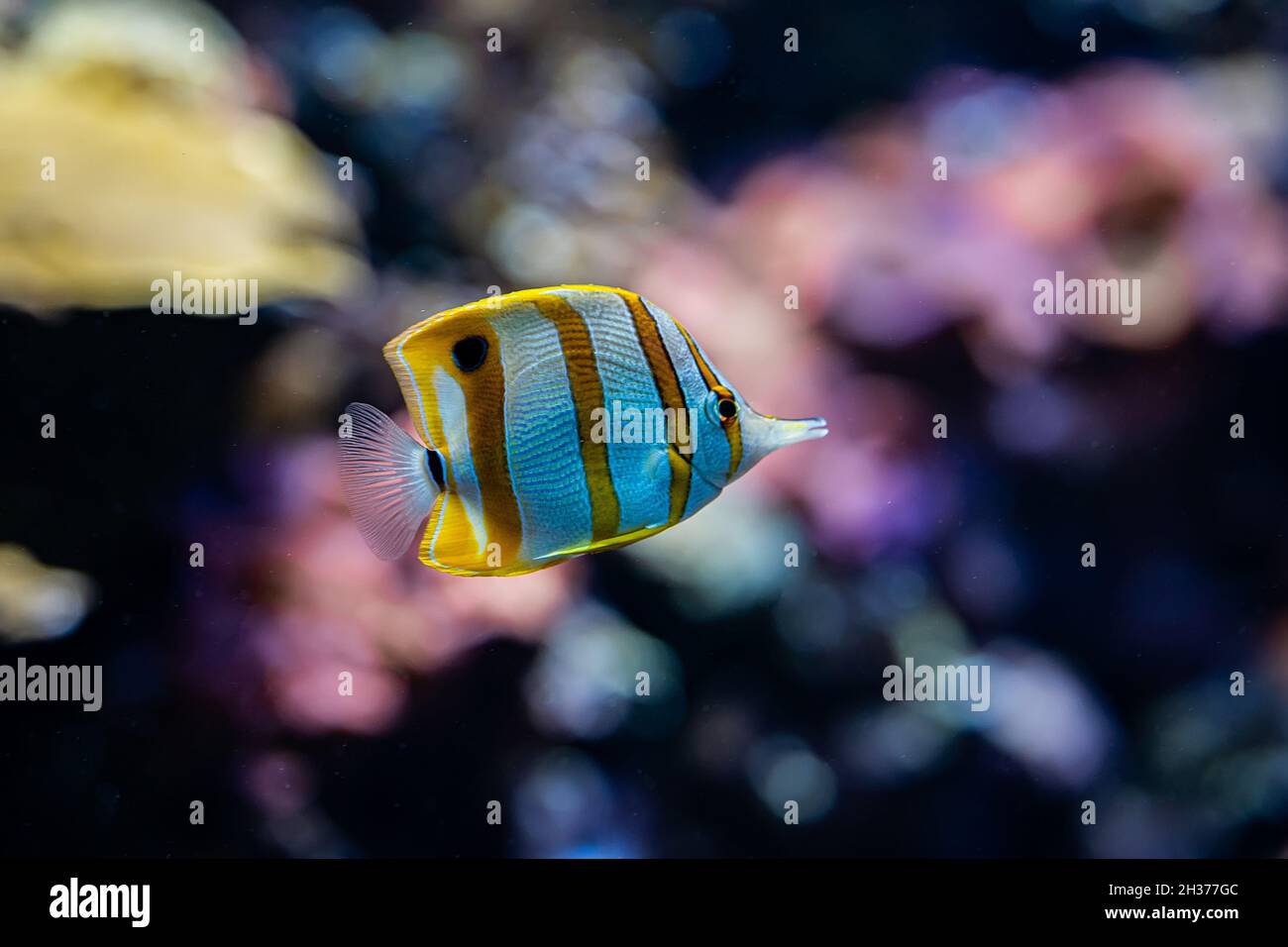 Amazing striped yellow fish swimming underwater on coral reefs ...