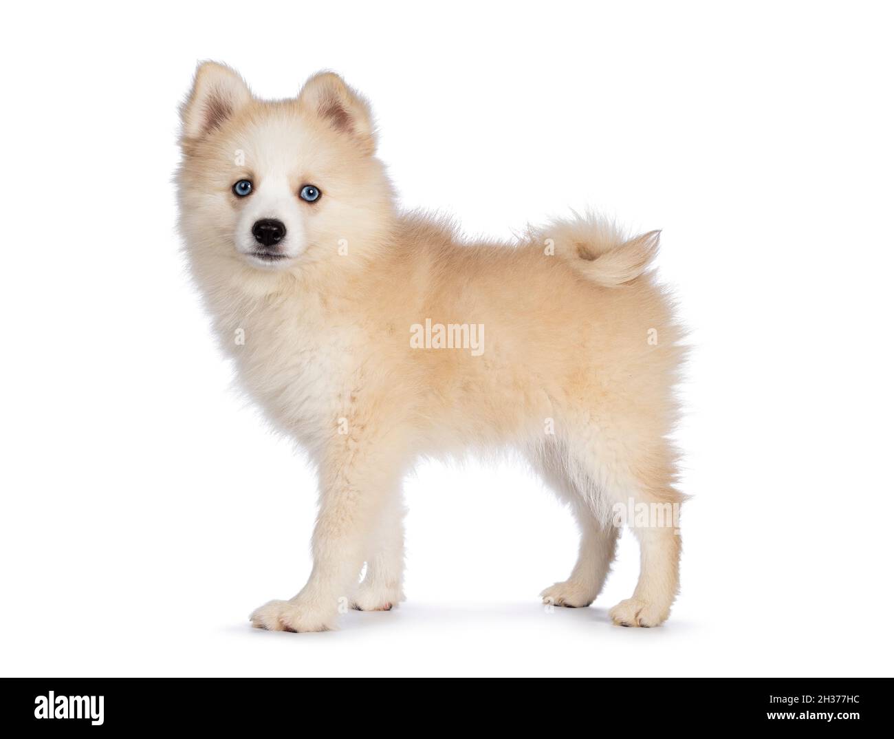 White Pomsky Blue Eyes