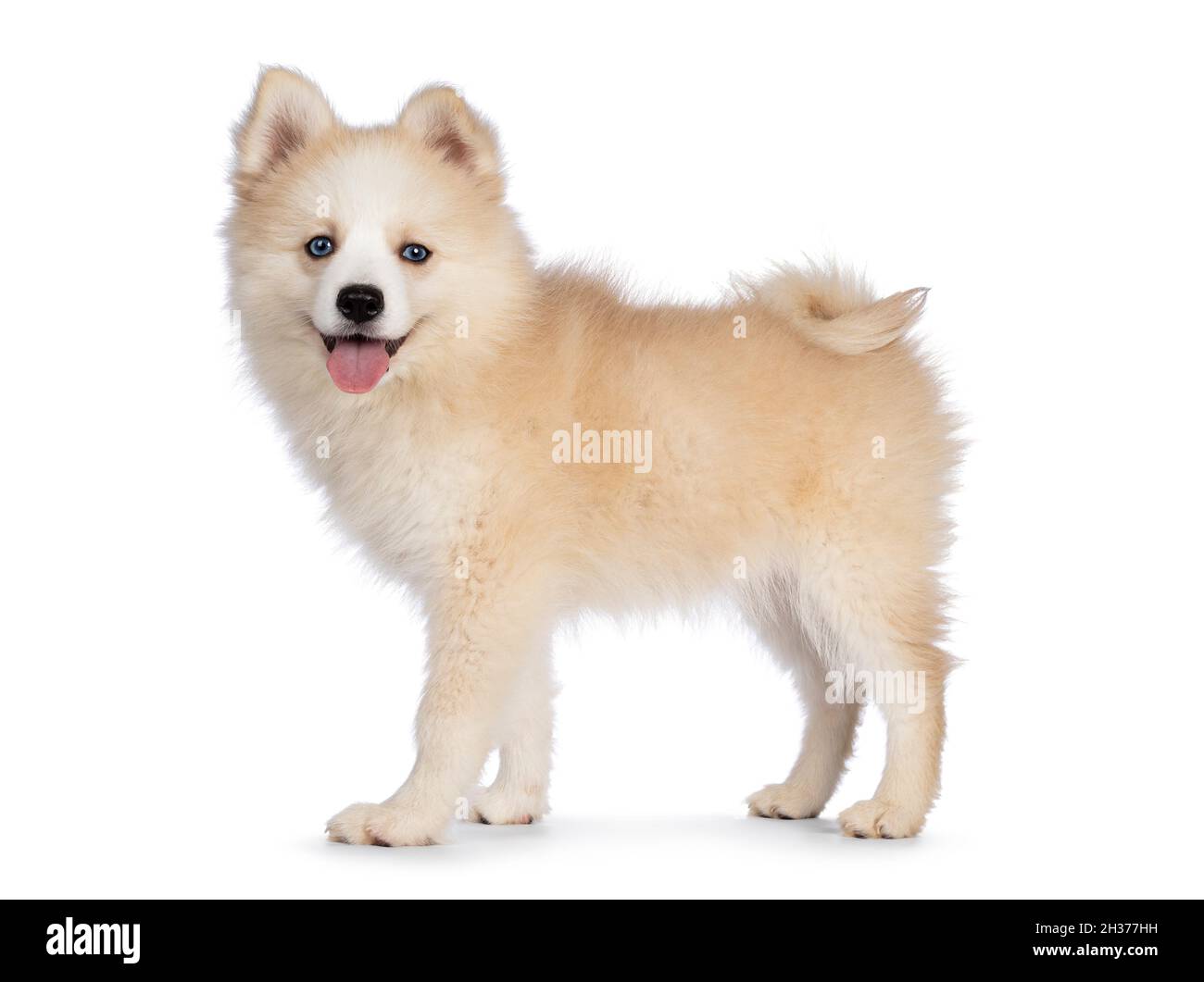 Adorable fluffy Pomsky dog pup, standing side ways. Looking towards ...