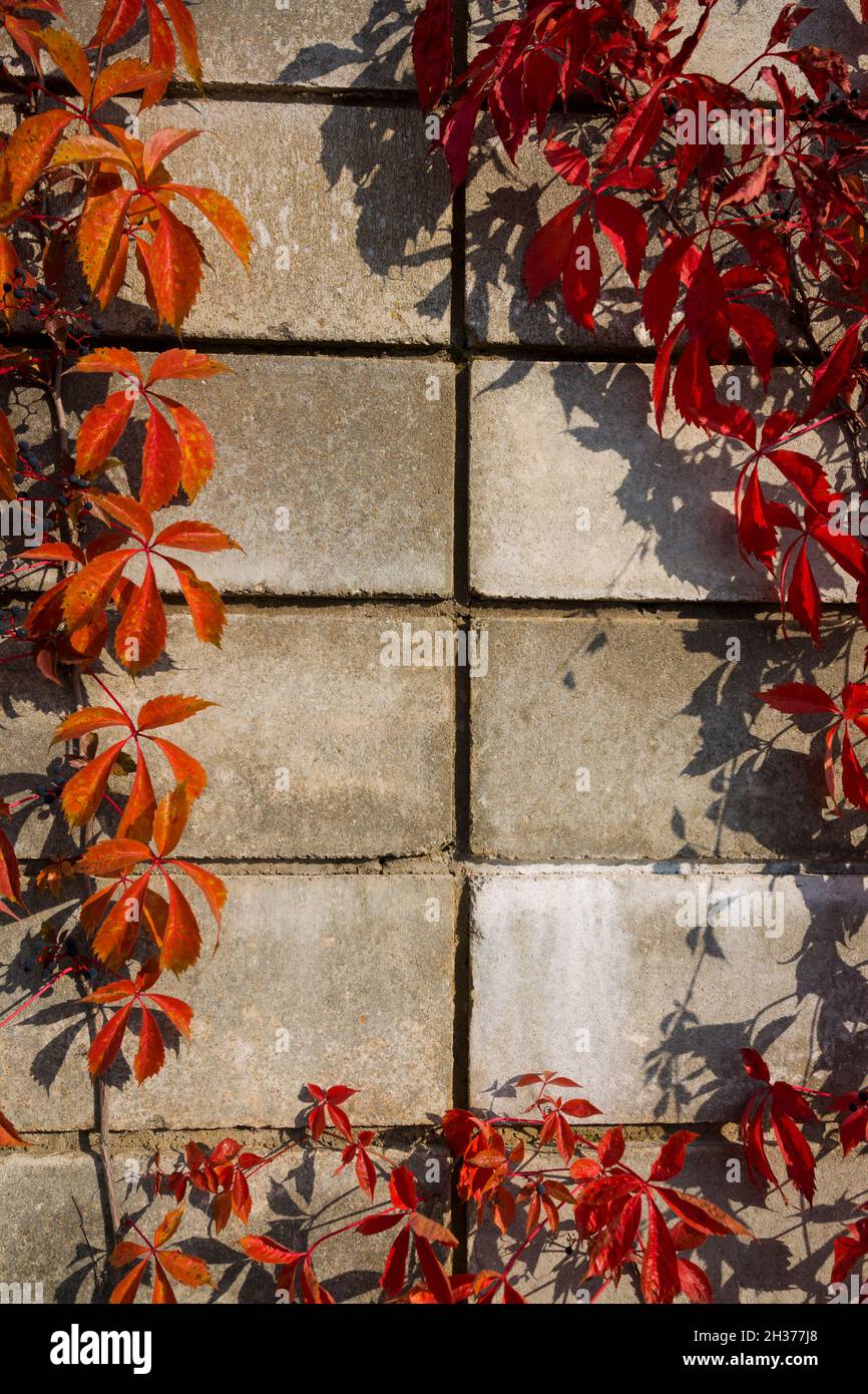 Red, purple autumn ivy vine leaves on the background of a stone wall ...