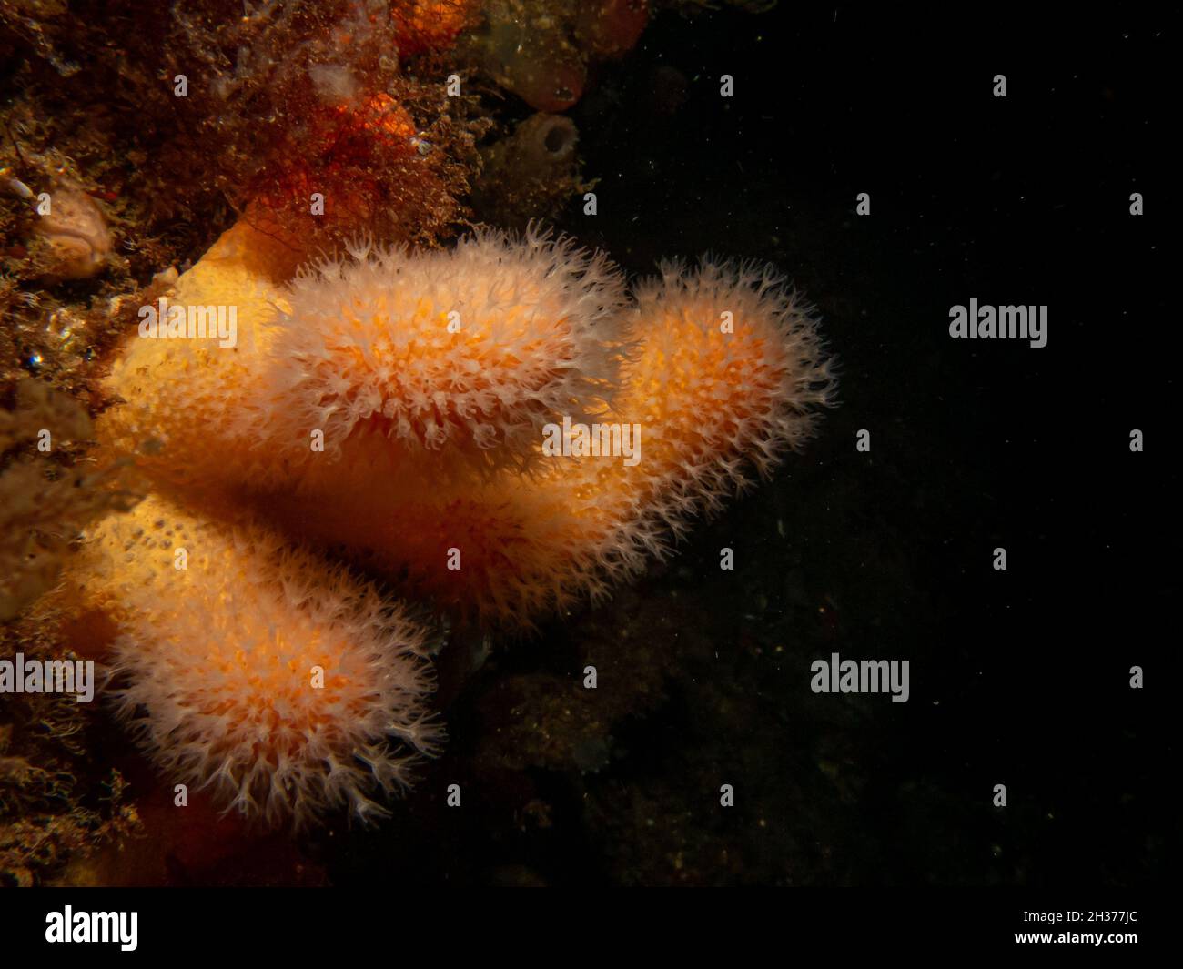 Red dead mans fingers hi-res stock photography and images - Alamy