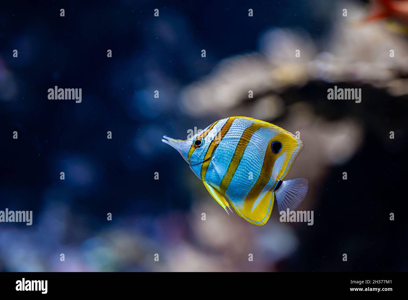 Amazing striped yellow fish swimming underwater on coral reefs ...