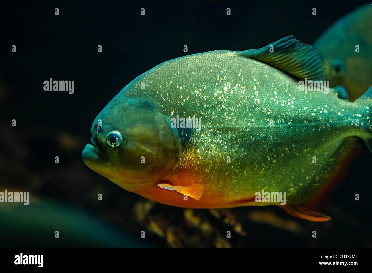 Predatory hungry freshwater red bellied piranha fish swimming in river ...