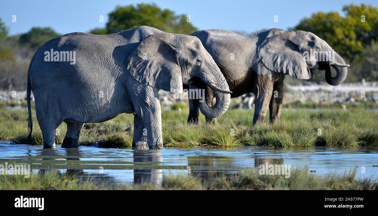NAMIBIA, ETOSHA NATIONAL PARK, ELEPHANTS Stock Photo - Alamy