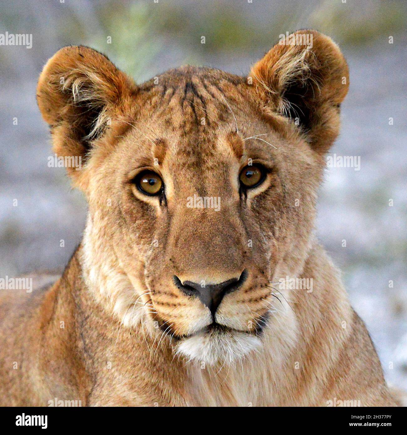 Lionne namibia hi-res stock photography and images - Alamy