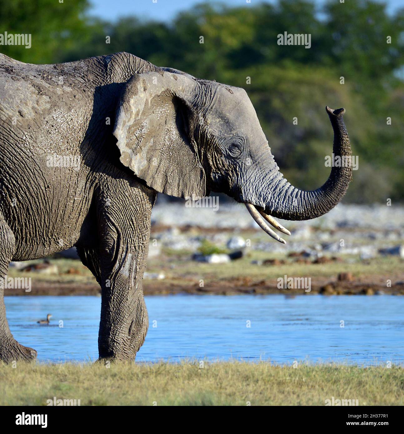 NAMIBIA, ETOSHA NATIONAL PARK, ELEPHANT Stock Photo - Alamy