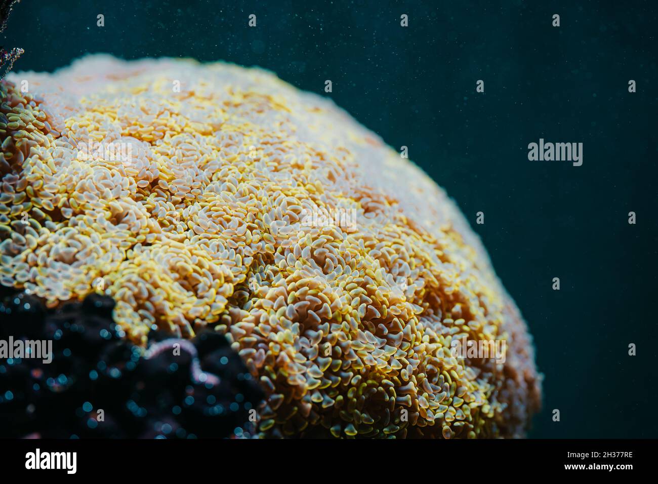 Soft coral reef and anemones swaying. Close up macro. Tropical sea ...