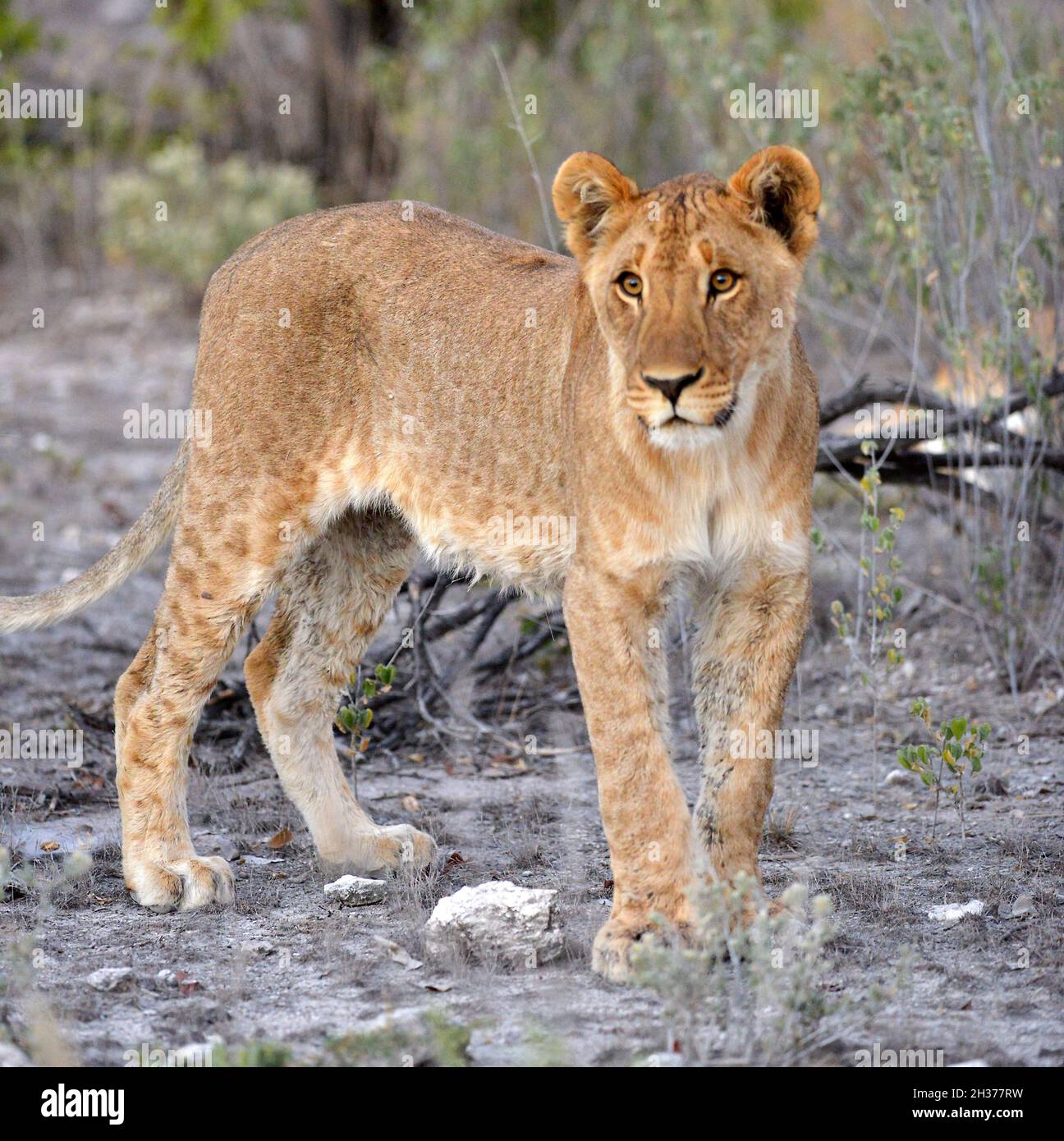 Lionne namibia hi-res stock photography and images - Alamy
