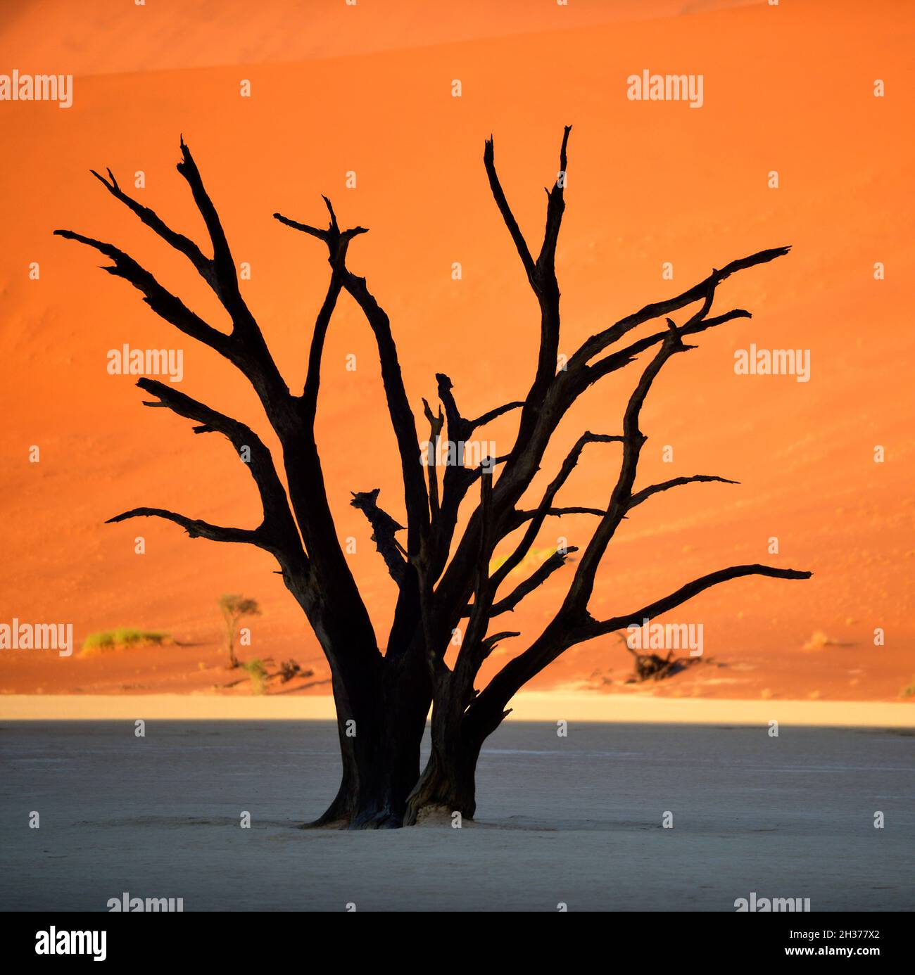 NAMIBIA, NAMIB DESERT, DEAD PAN Stock Photo - Alamy