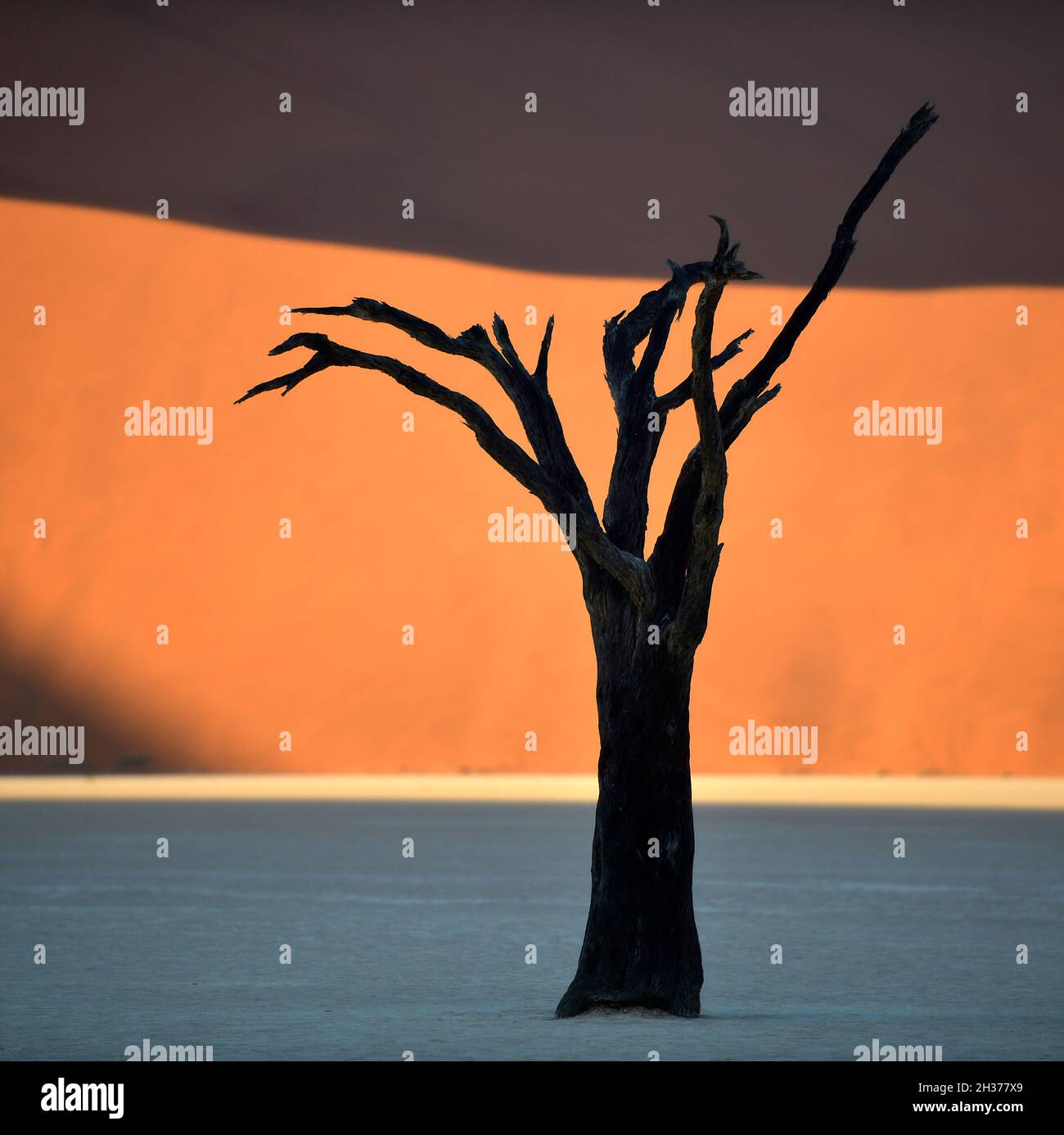 NAMIBIA, NAMIB DESERT, DEAD PAN Stock Photo - Alamy