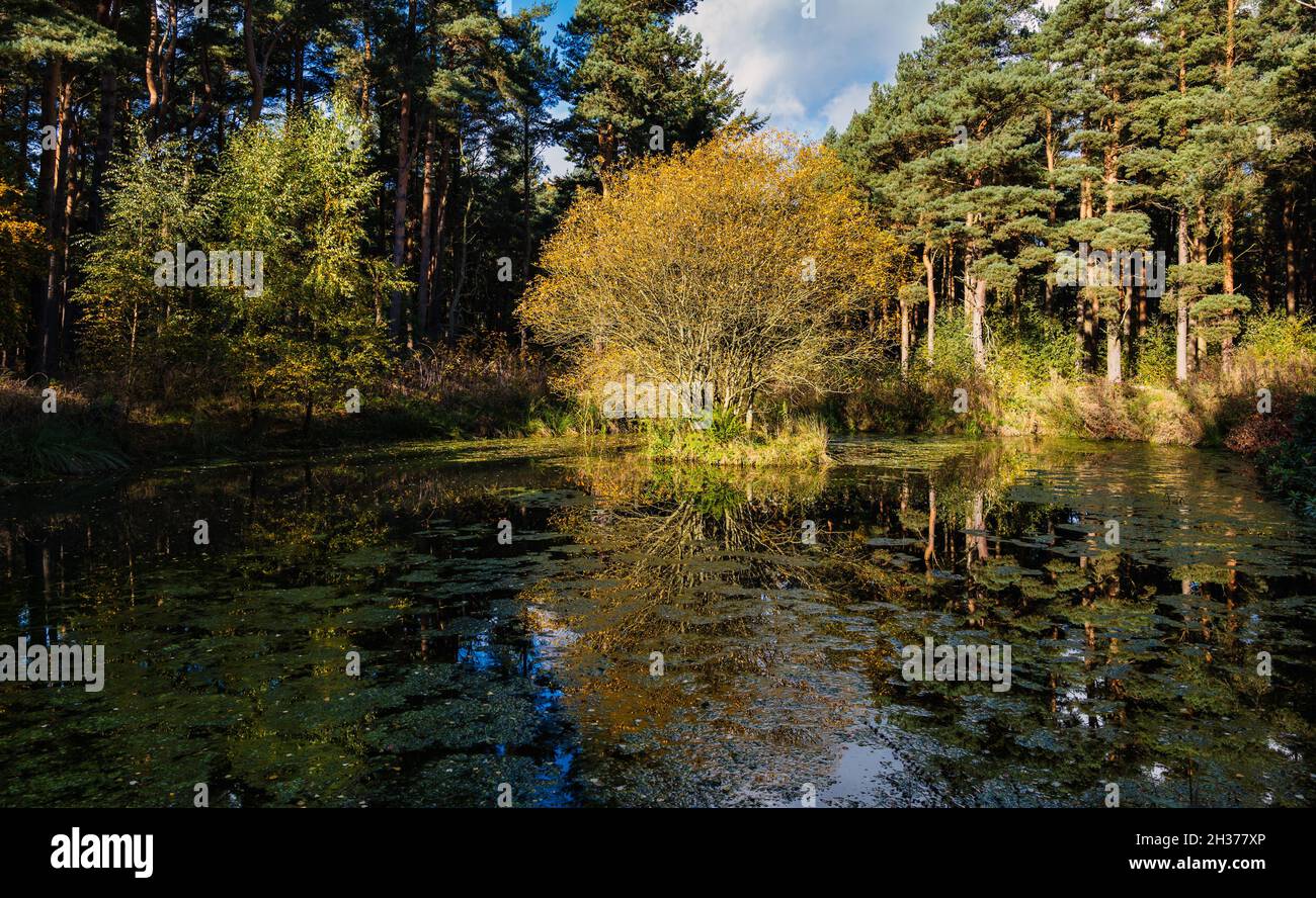 Small pond reflecting Autumn colours of trees, Binning Wood woodland ...