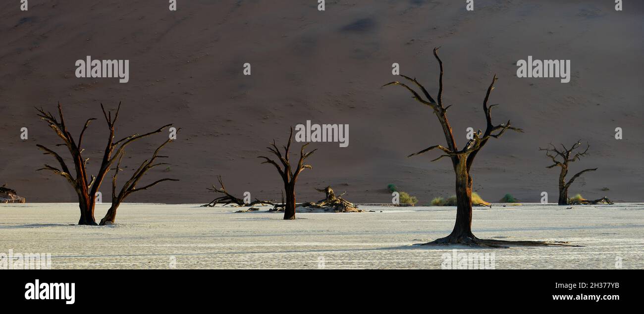 NAMIBIA, NAMIB DESERT, DEAD PAN Stock Photo - Alamy