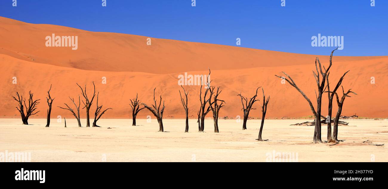 NAMIBIA, NAMIB DESERT, DEAD PAN Stock Photo - Alamy