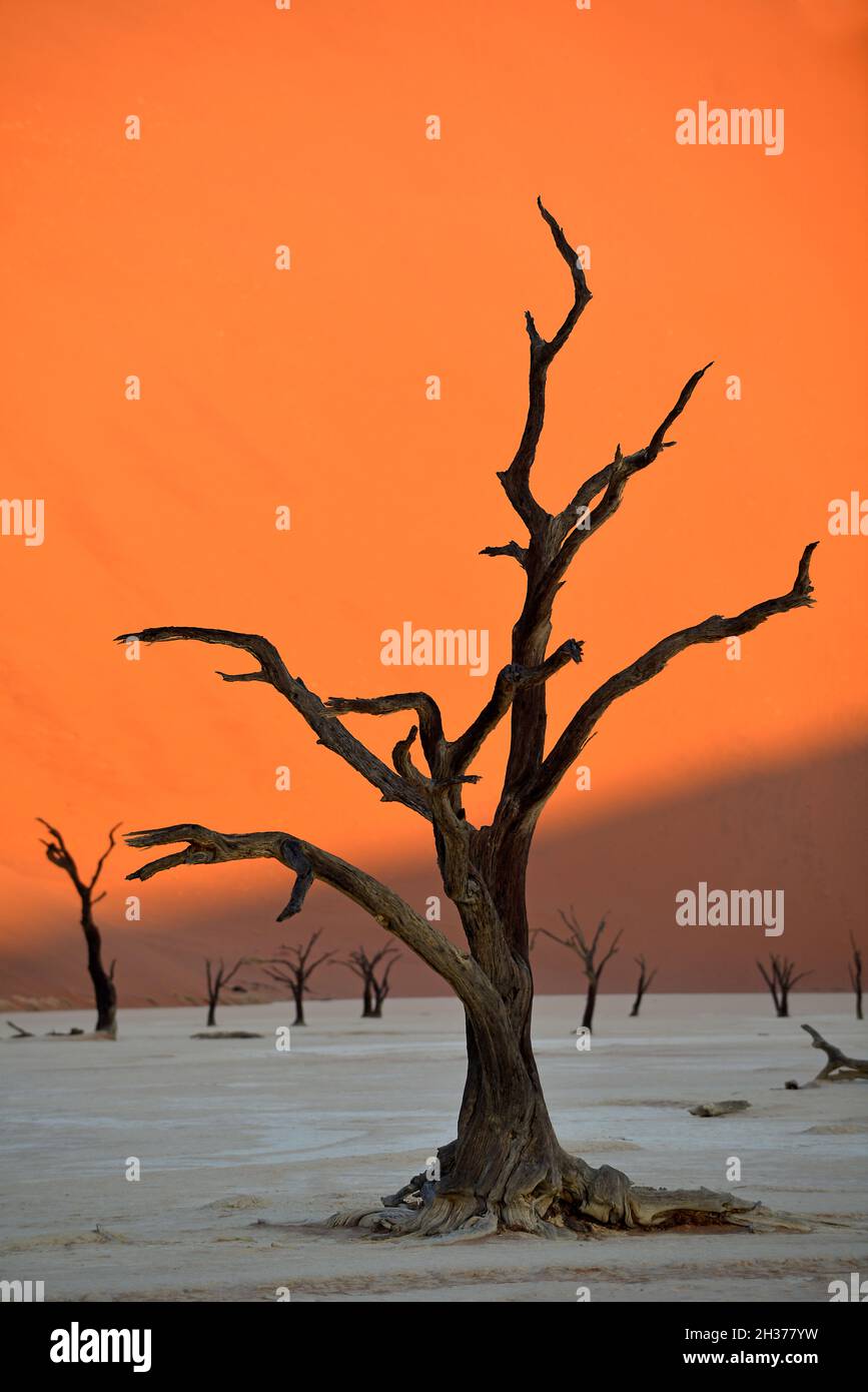NAMIBIA, NAMIB DESERT, DEAD PAN Stock Photo - Alamy