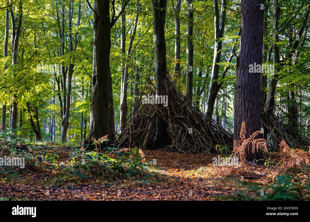 Den in woodland built from tree branches in Autumn, Binning Wood, East ...