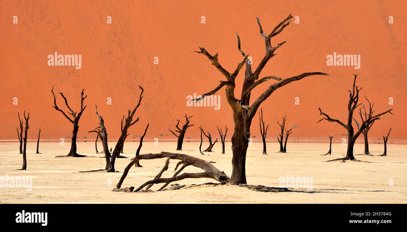 NAMIBIA, NAMIB DESERT, DEAD PAN Stock Photo - Alamy