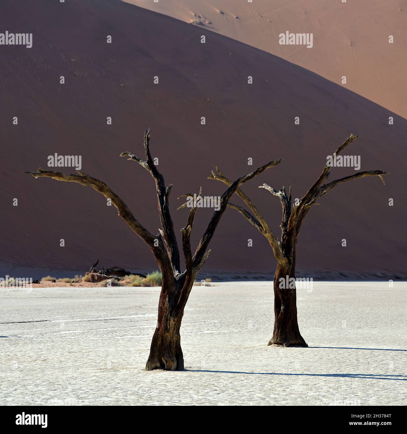 NAMIBIA, NAMIB DESERT, DEAD PAN Stock Photo - Alamy