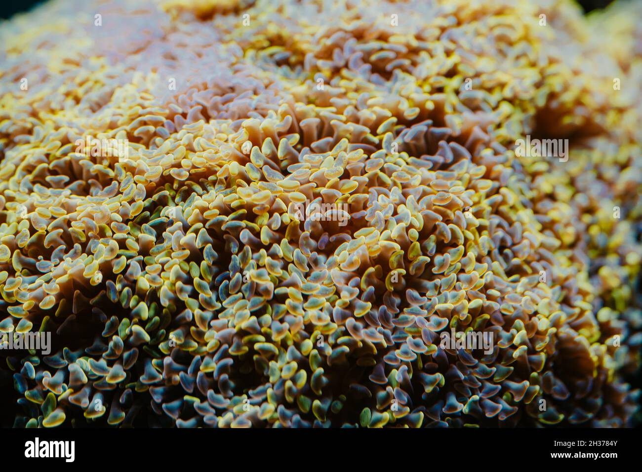 Soft coral reef and anemones swaying. Close up macro. Tropical sea ...