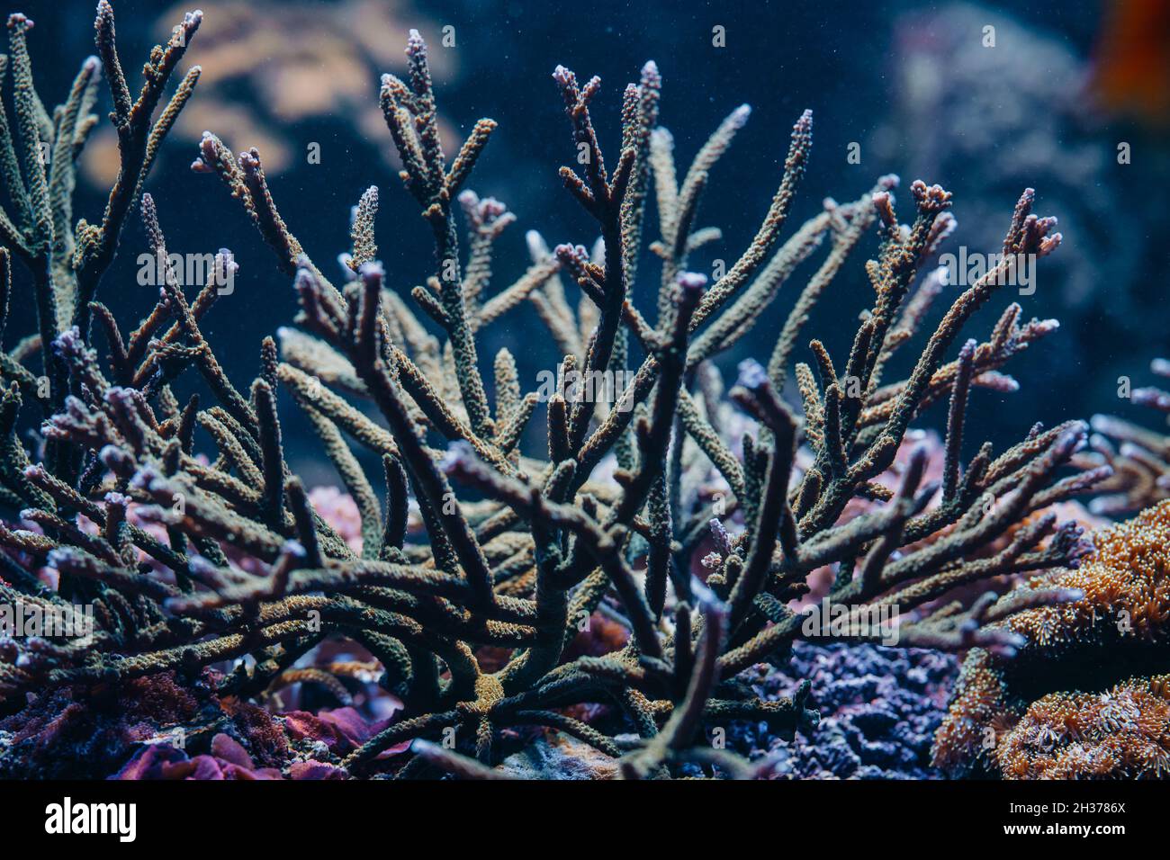 Soft coral reef and anemones swaying. Close up macro. Tropical sea ...