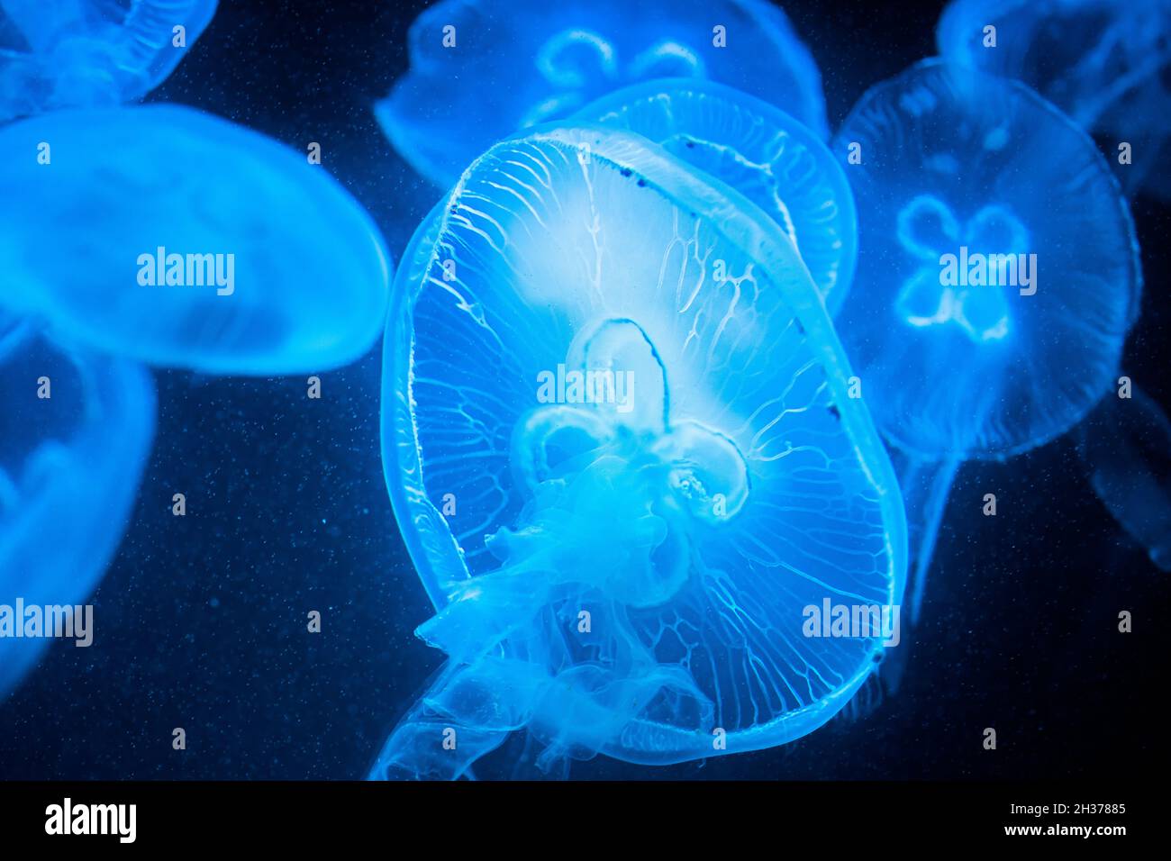 Beautiful jellyfishes details, closeup shot of swimming underwater on ...