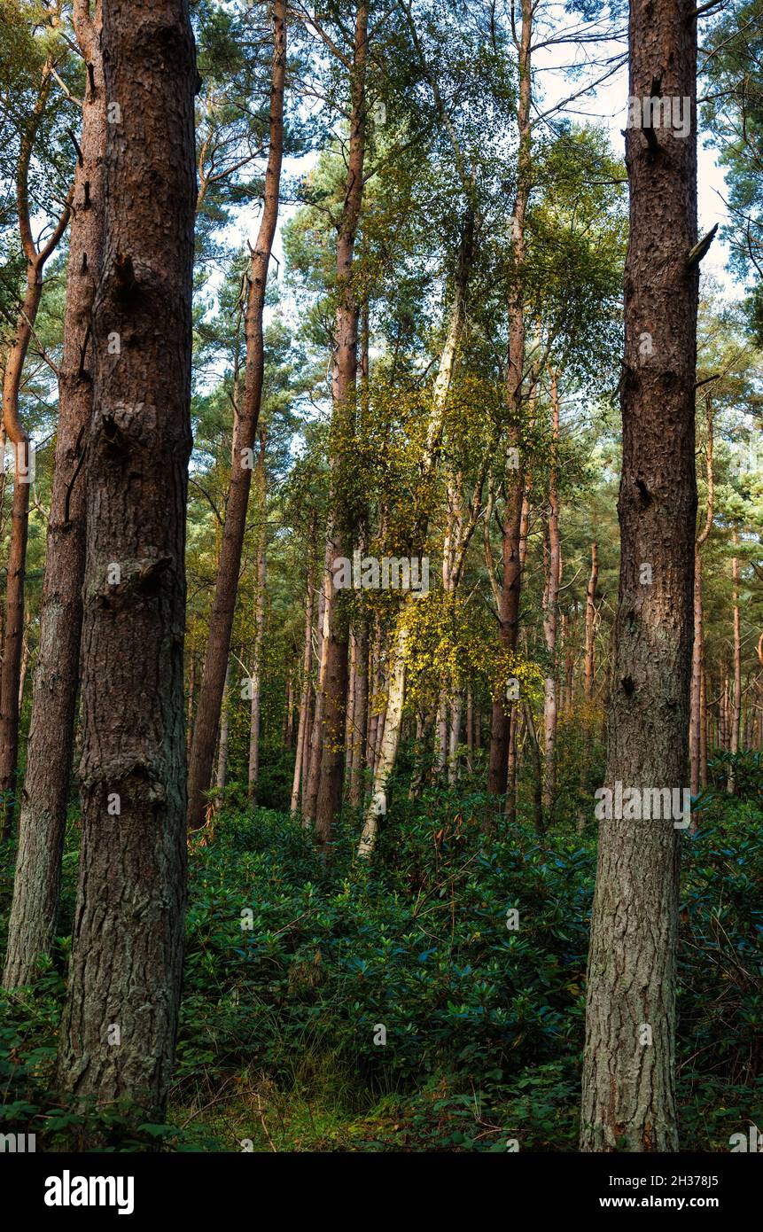 Birch pine forest hi-res stock photography and images - Alamy