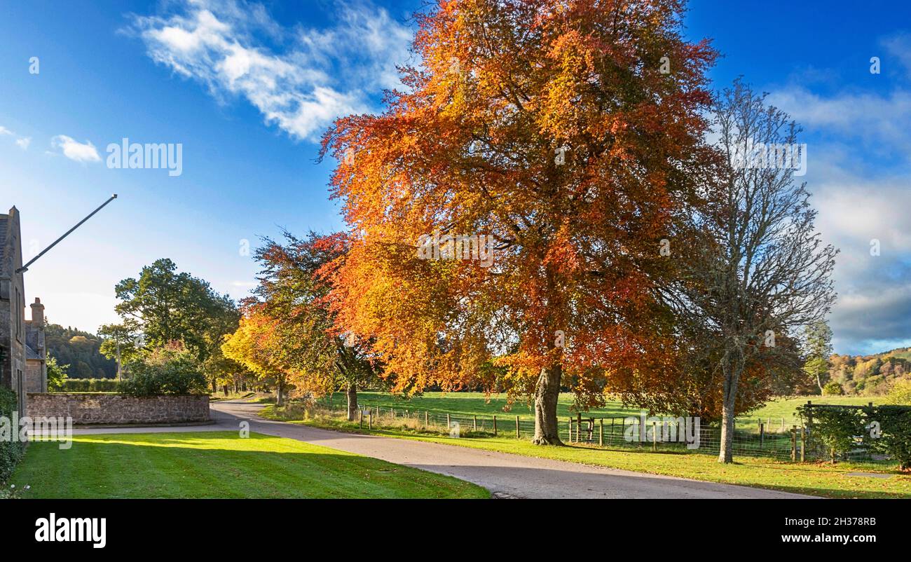 LOGIE STEADING FORRES MORAY SCOTLAND AUTUMNAL COLOURS IN A BEECH TREE ...