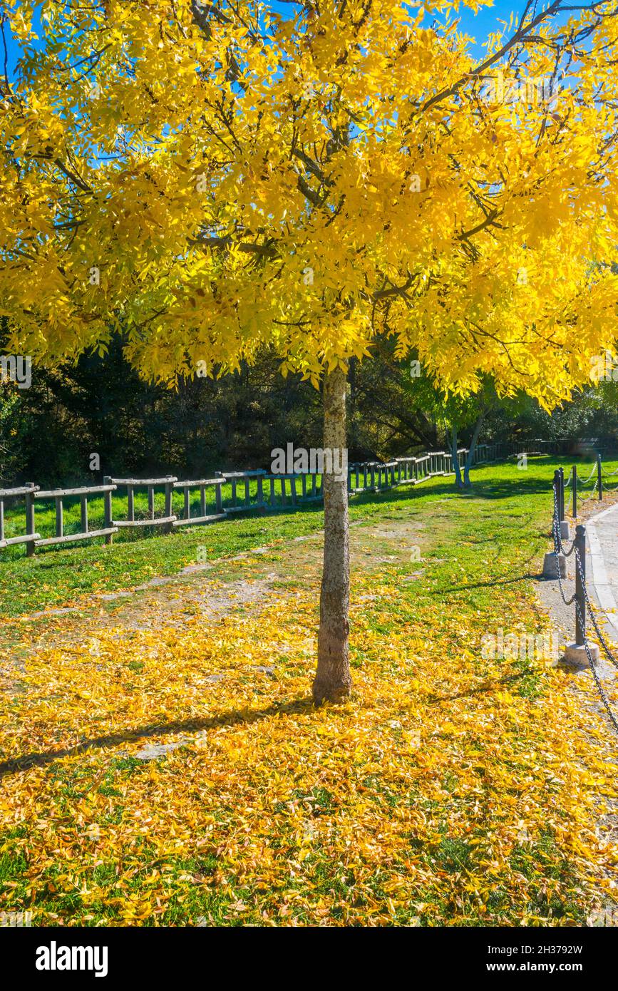 Deciduous tree in Autumn Stock Photo - Alamy