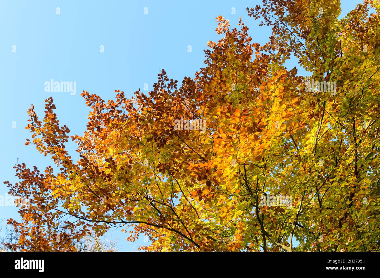 Fall foliage beech tree hi-res stock photography and images - Alamy
